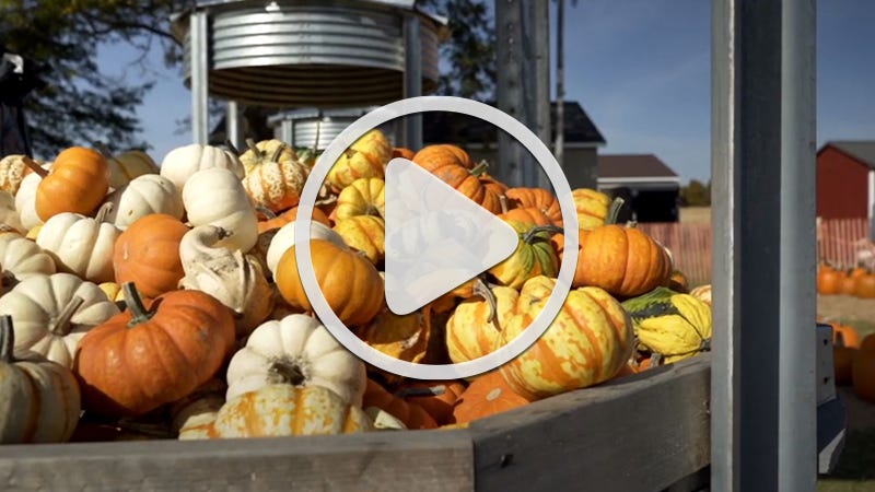 Swift Pumpkins and Produce offers a 'slice of country' - Michigan Farm News