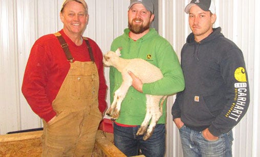 Thorne Farms – Counting sheep becomes a reality - Michigan Farm News