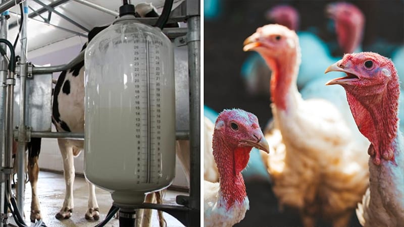 H5N1 milk testing expands, USDA updates surveillance policy for turkey ...