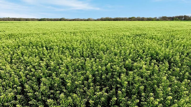 Bayer acquires majority share in low-carbon oilseed producer CoverCress ...