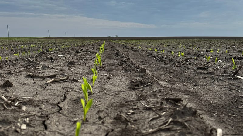 Use emergence to fine-tune corn management plans - Michigan Farm News