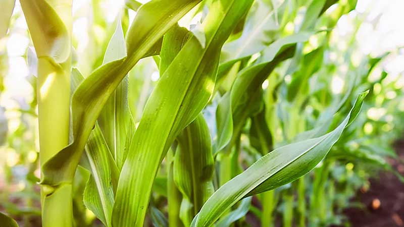 Corteva harnesses nature to unlock plant disease resistance - Michigan ...