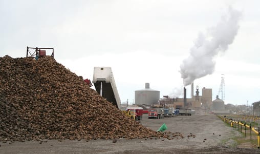 Tips for managing unharvested sugar beets in preparation for the 2015 ...
