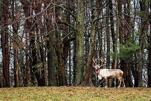 Deer farming part of Michigan’s agricultural diversity - Michigan Farm News