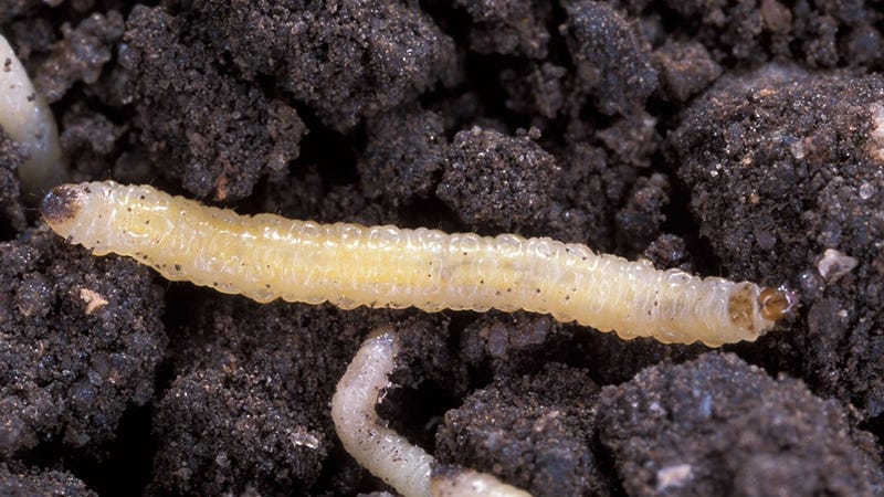 'No silver bullet' — pest resistance threatens corn's newest biotech ...