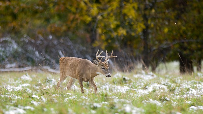 Responsible management to reduce TB in deer, cattle - Michigan Farm News