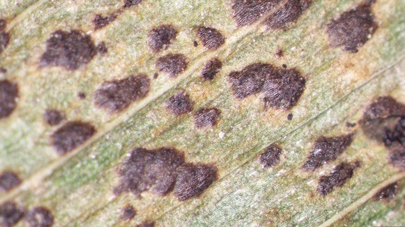 Tar Spot tops 2020 disease concerns for corn and soybeans - Michigan ...