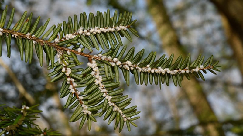 Invasive hemlock woolly adelgid found at Benzie County country club ...