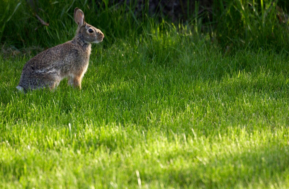 MDARD, DNR stress biosecurity to help protect Michigan's rabbits and ...