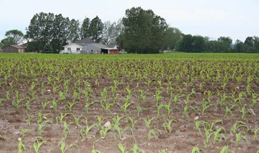 What is the best time to plant corn in Michigan? - Michigan Farm News