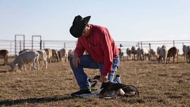 Nominate your pup for Farm Bureau's Farm Dog of the Year contest ...