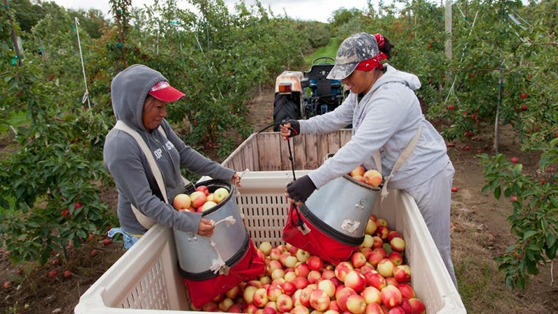 Sweeping new H-2A rules proposed by Department of Labor - Michigan Farm ...