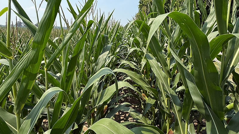 Tar spot footprint grows, but MI corn conditions see improvement ...
