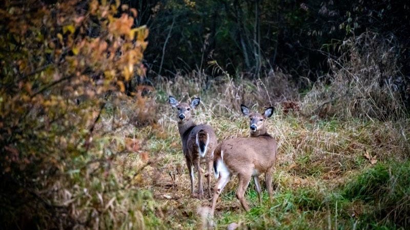 Late antlerless firearm season open through Jan. 1 - Michigan Farm News