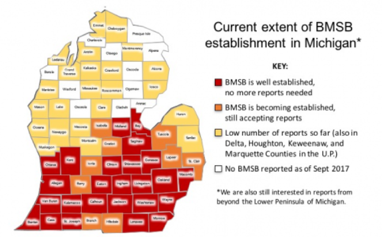 Why and how to report sightings of brown marmorated stink bugs ...