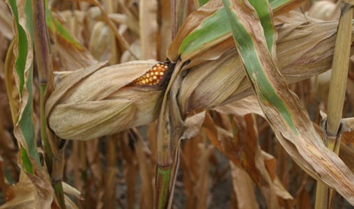 What to do with frost-damaged corn - Michigan Farm News