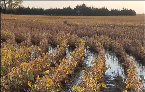 Drying and storing wet soybeans this fall? - Michigan Farm News