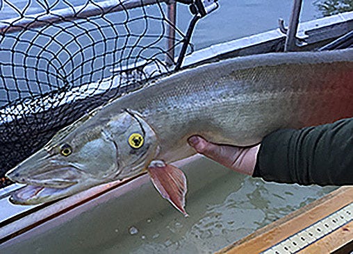 Don’t forget about mandatory muskie harvest registration - Michigan ...