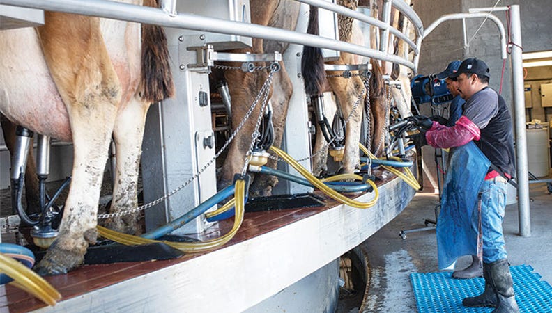 '10 Easy Steps' to creating a safer workplace on your dairy farm ...