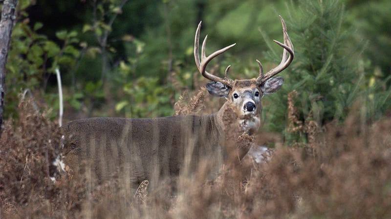 2022 deer hunting season recap: Highlights from first year of required ...