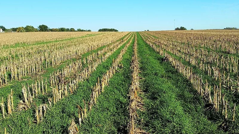 Cover Crops 101: Getting started with the basics - Michigan Farm News