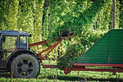 Tour offers rare glimpse into hop harvest - Michigan Farm News