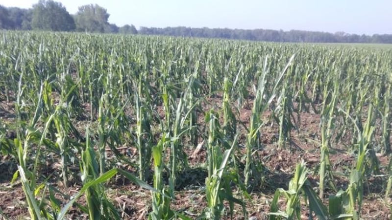Monday storm damages crops, hog barn in Southwest Michigan - Michigan ...