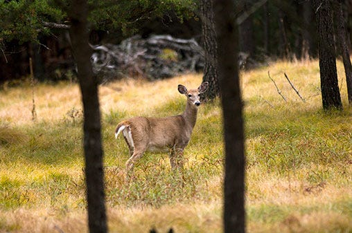 Hunting Access Program helps landowners earn money, better manage ...