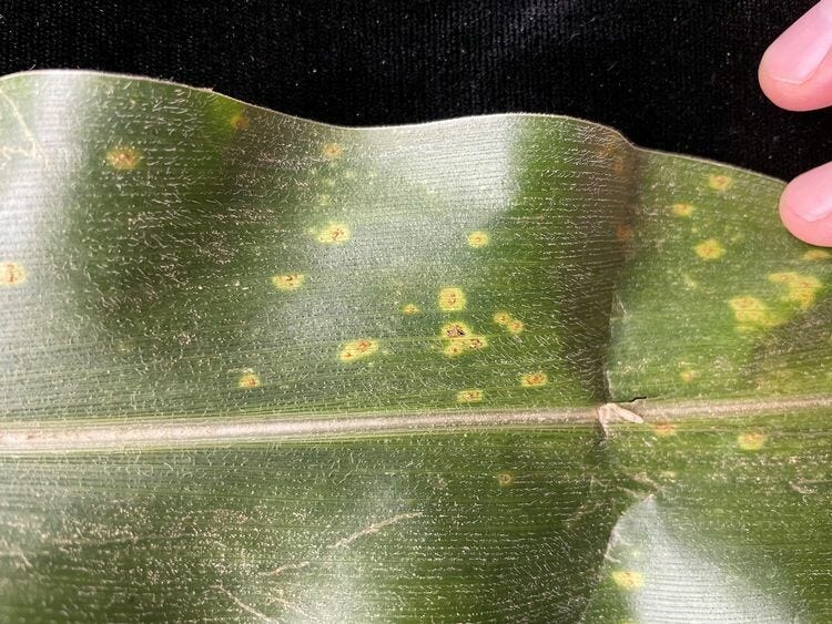 Tracking southern rust: A new disease for Michigan corn growers ...