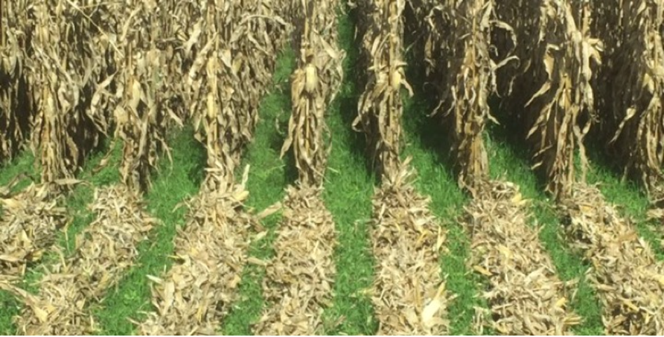Cover Crops 101: Getting started with the basics - Michigan Farm News