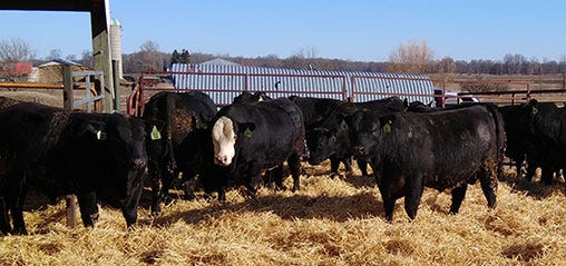 31st Annual MCA-MSU Bull Evaluation graduates to sell March 16 in ...