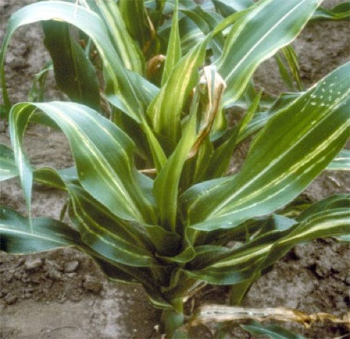 Winter may lessen Stewart’s wilt in sweet corn - Michigan Farm News