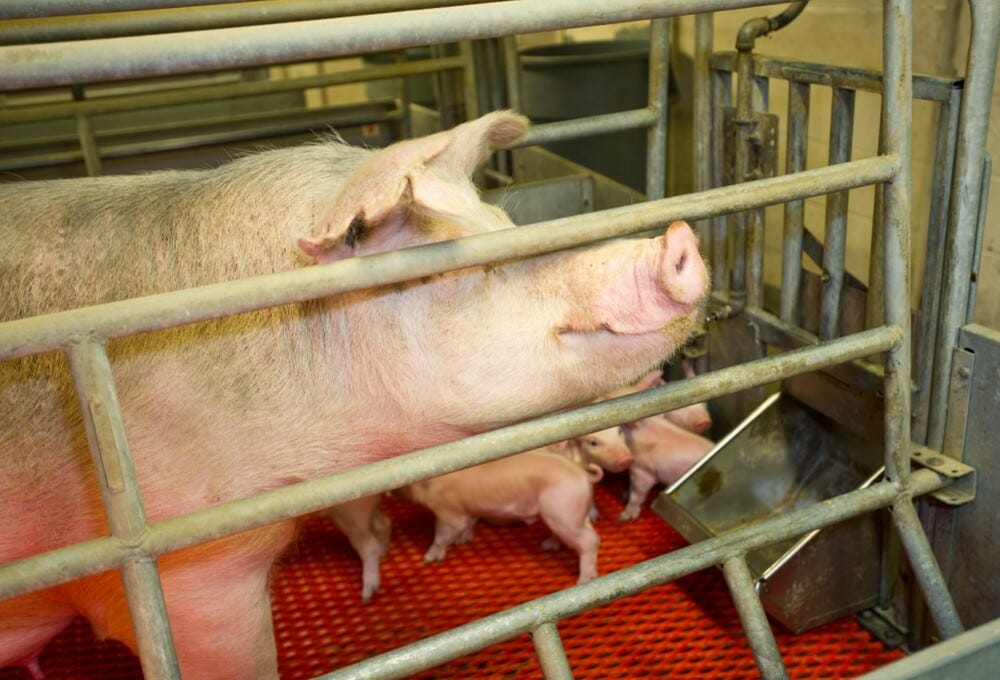 USDA holding webinars for African Swine Fever Action Week - Michigan ...