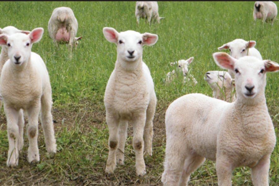 Get sheep, goats started on feed faster at the feedlot - Michigan Farm News