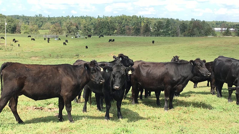 USDA’s decision to drop July Cattle Report, revise livestock and crop ...