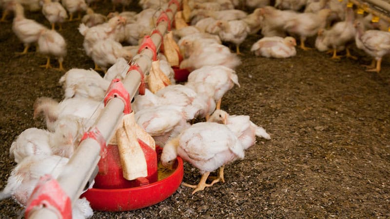 USDA proposes new poultry contract rules, puts $200M into meat ...
