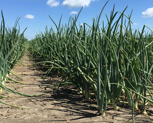 Grants to boost Michigan's specialty crops industry - Michigan Farm News