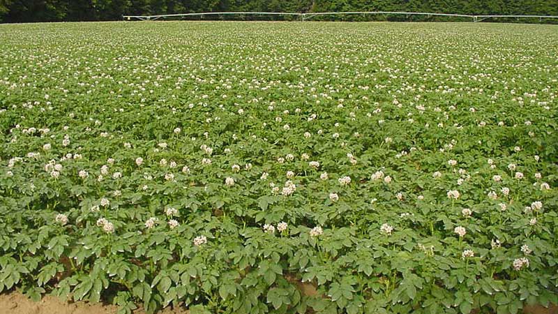 USDA expands Enterprise Unit availability for forage and specialty crop ...
