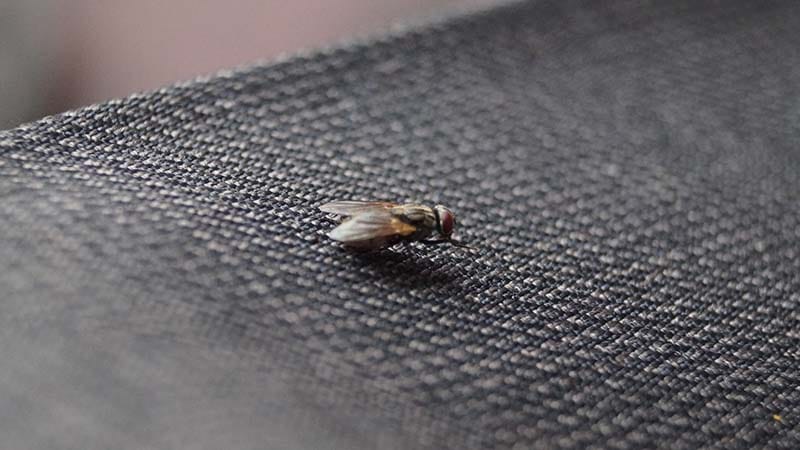 MDARD classifies 'Golden Malrin' fly control as a restricted use ...