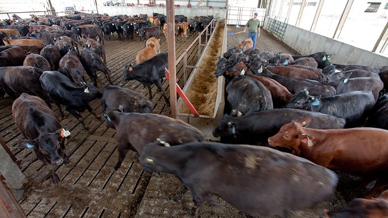 July Cattle Report marks fifth year of decline — beef cowherd smallest ...