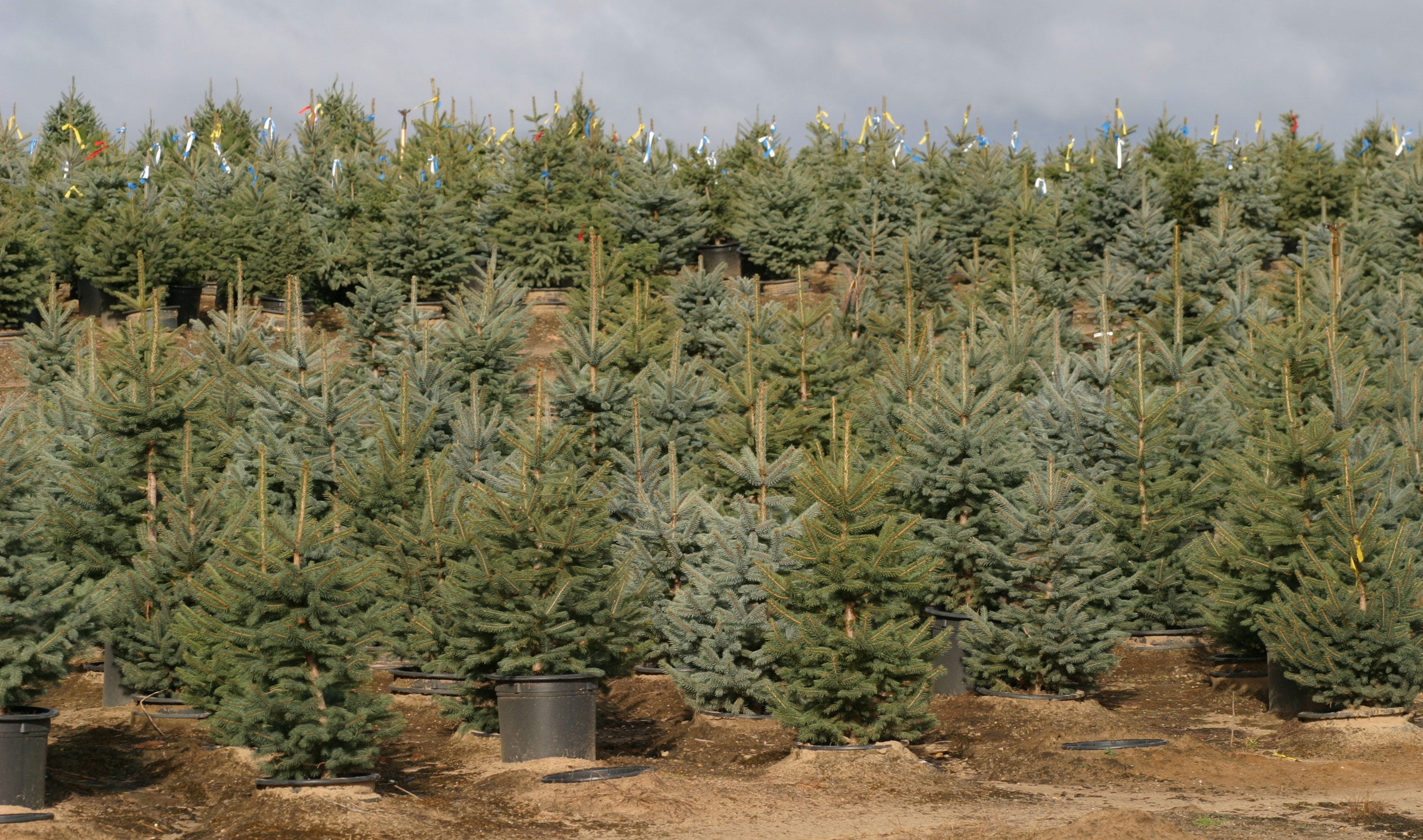 How do you pick the best Christmas tree? - Michigan Farm News