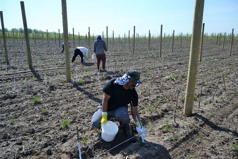 USDA releases CFAP details and payment rates – producer enrollment ...