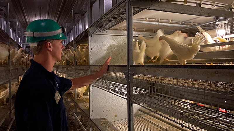 Michigan Allied Poultry opens applications for annual scholarship ...