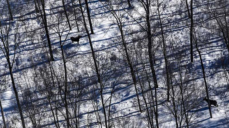 DNR moose survey results show population in western UP statistically ...