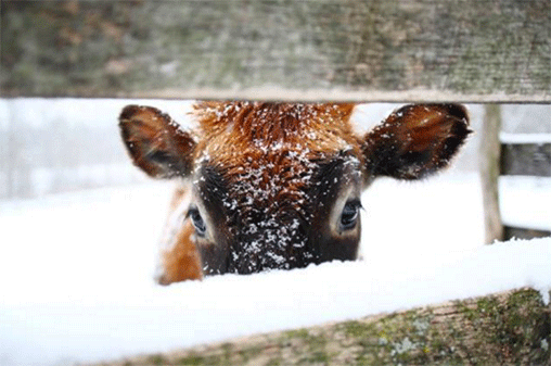 Cold weather tips for livestock - Michigan Farm News