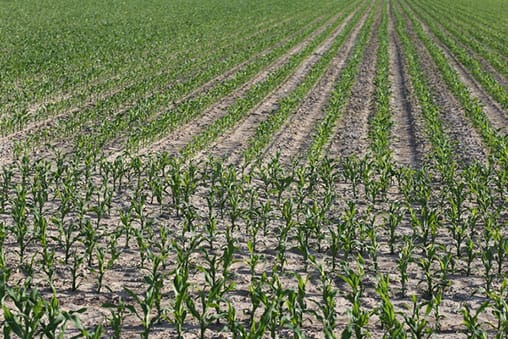 Fall temperature predictions bode well for late-planted crops ...