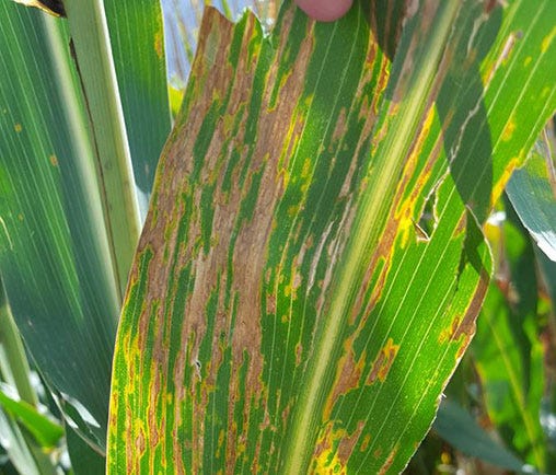 Illinois corn disease may be heading here - Michigan Farm News