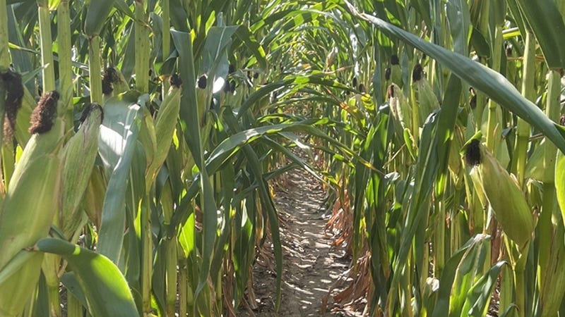 'FIRST 2023 Michigan Corn Trials' report released - Michigan Farm News