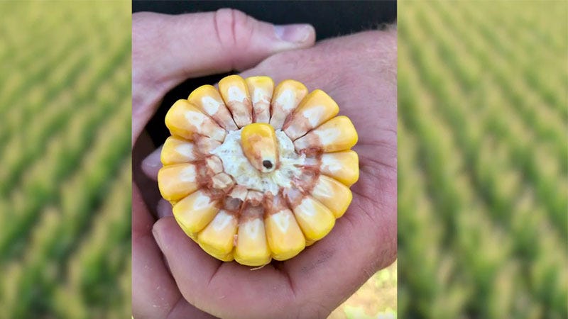 Research suggests “Growing Degree Unit Shortening” in late-planted corn ...