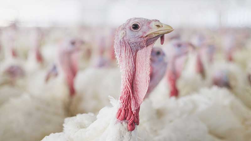 Michigan Turkey Producers to expand, double capacity - Michigan Farm News Michigan Turkey Producers to expand, double capacity - Michigan Farm News